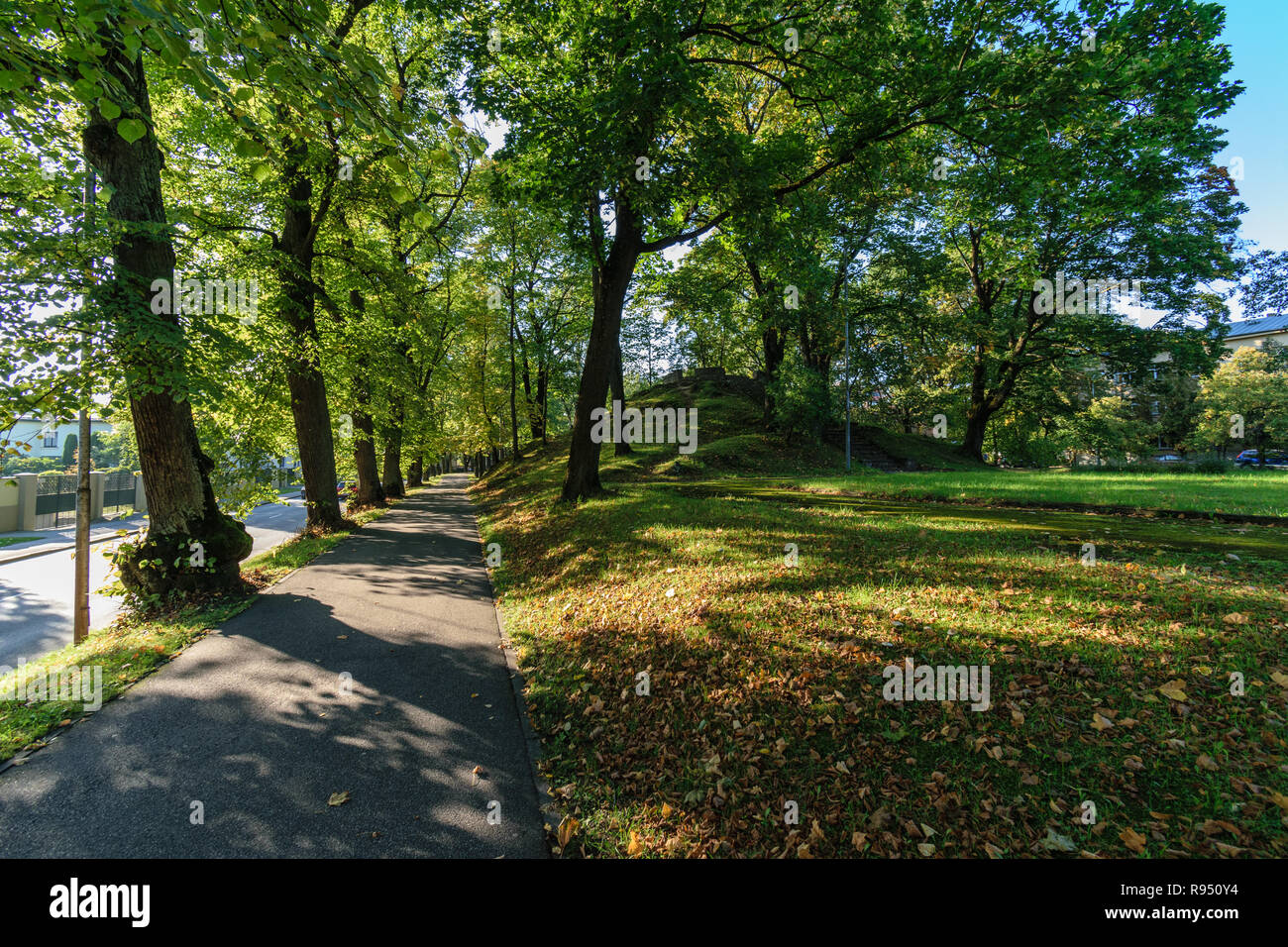 radiant sun light shining through tree branches in forest with contrast ...