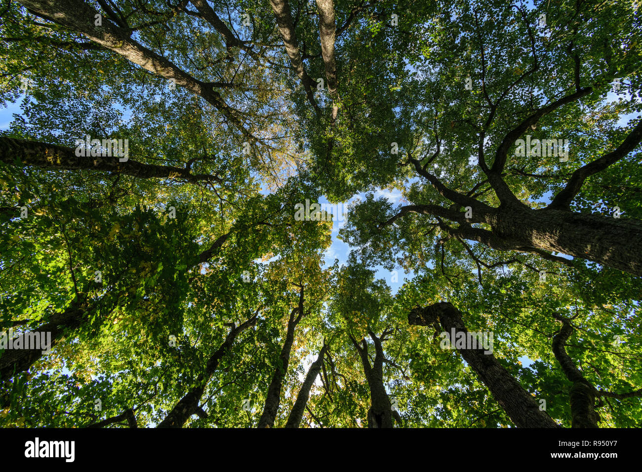 radiant sun light shining through tree branches in forest with contrast ...