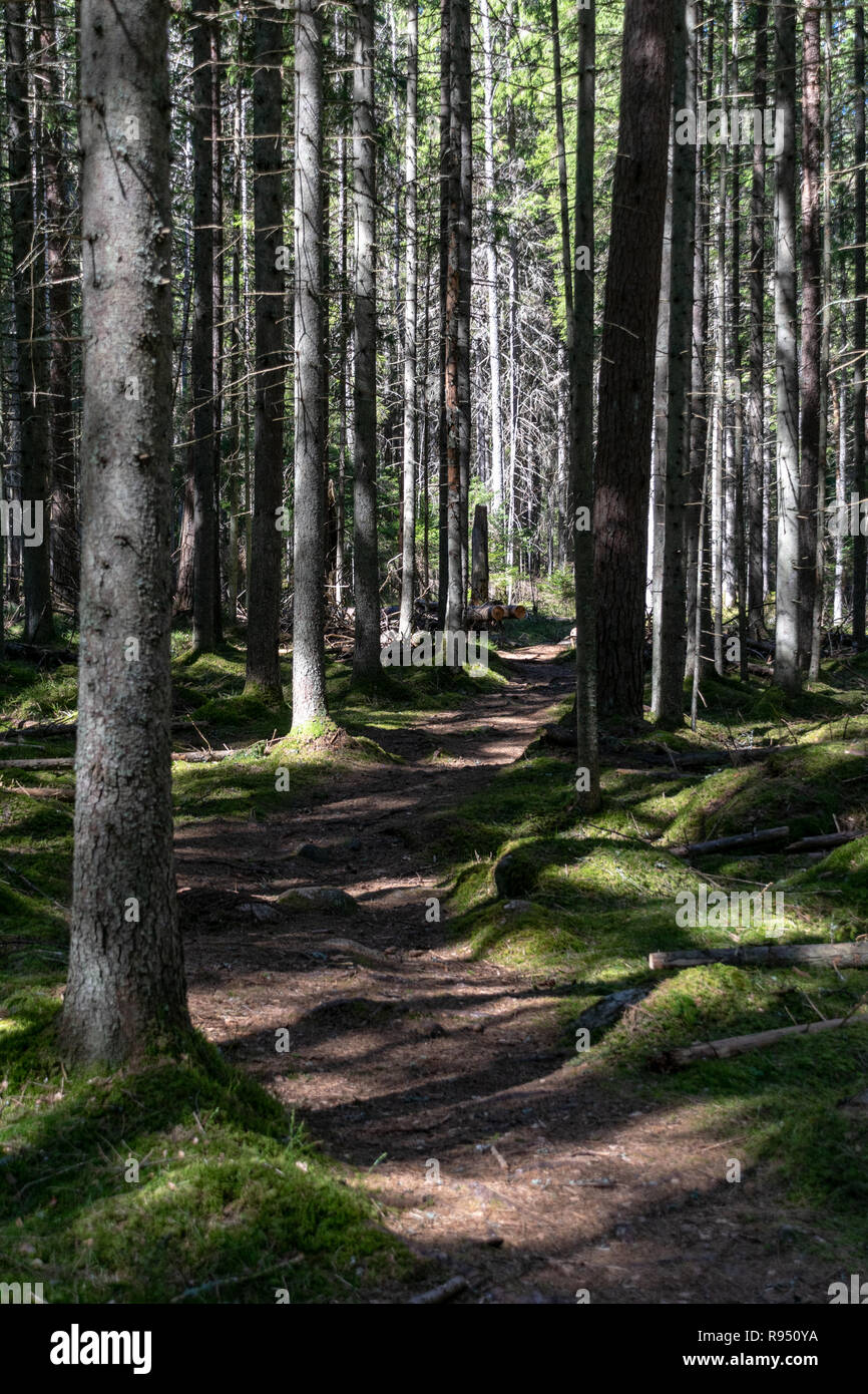 radiant sun light shining through tree branches in forest with contrast ...