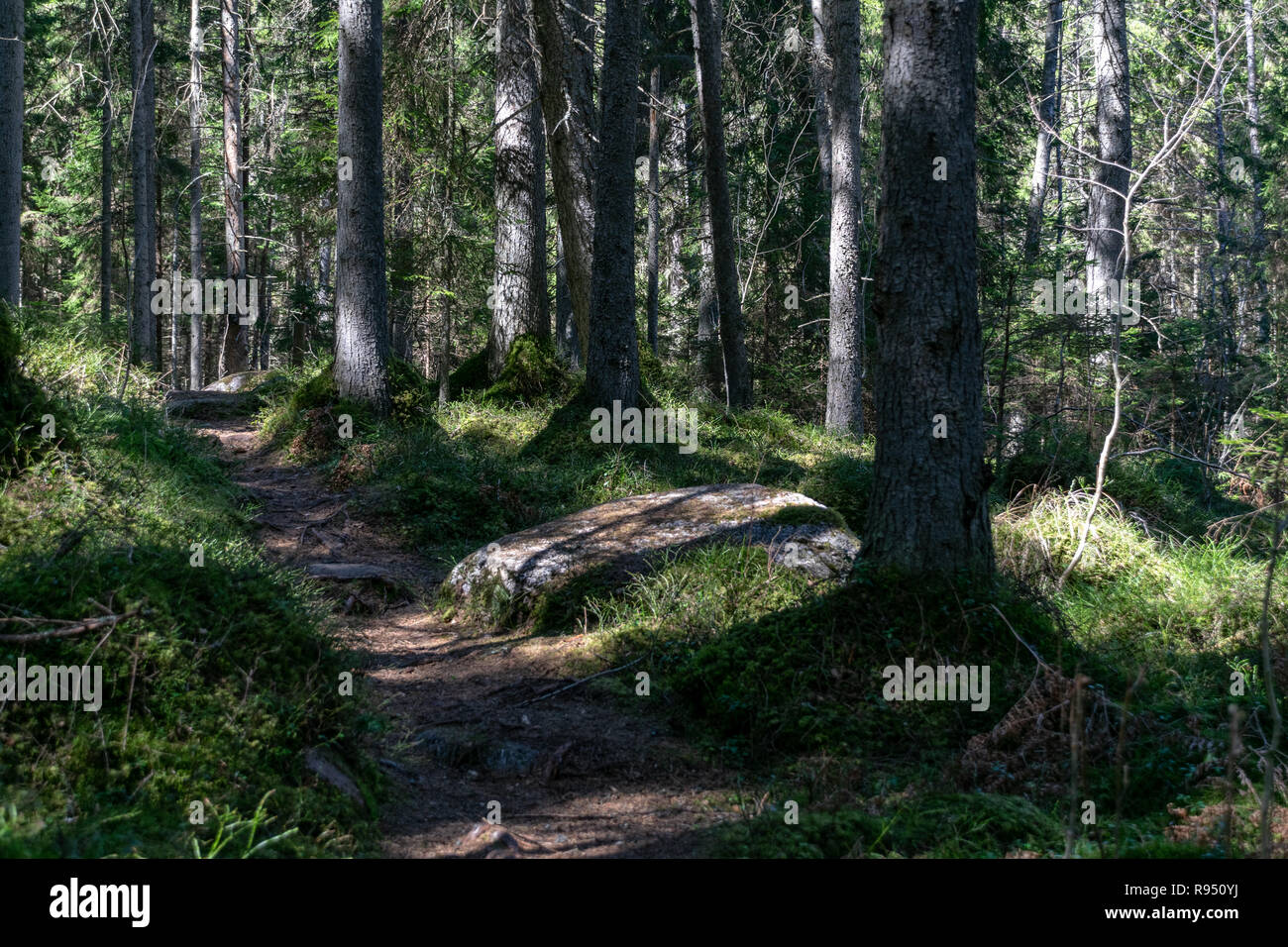radiant sun light shining through tree branches in forest with contrast ...