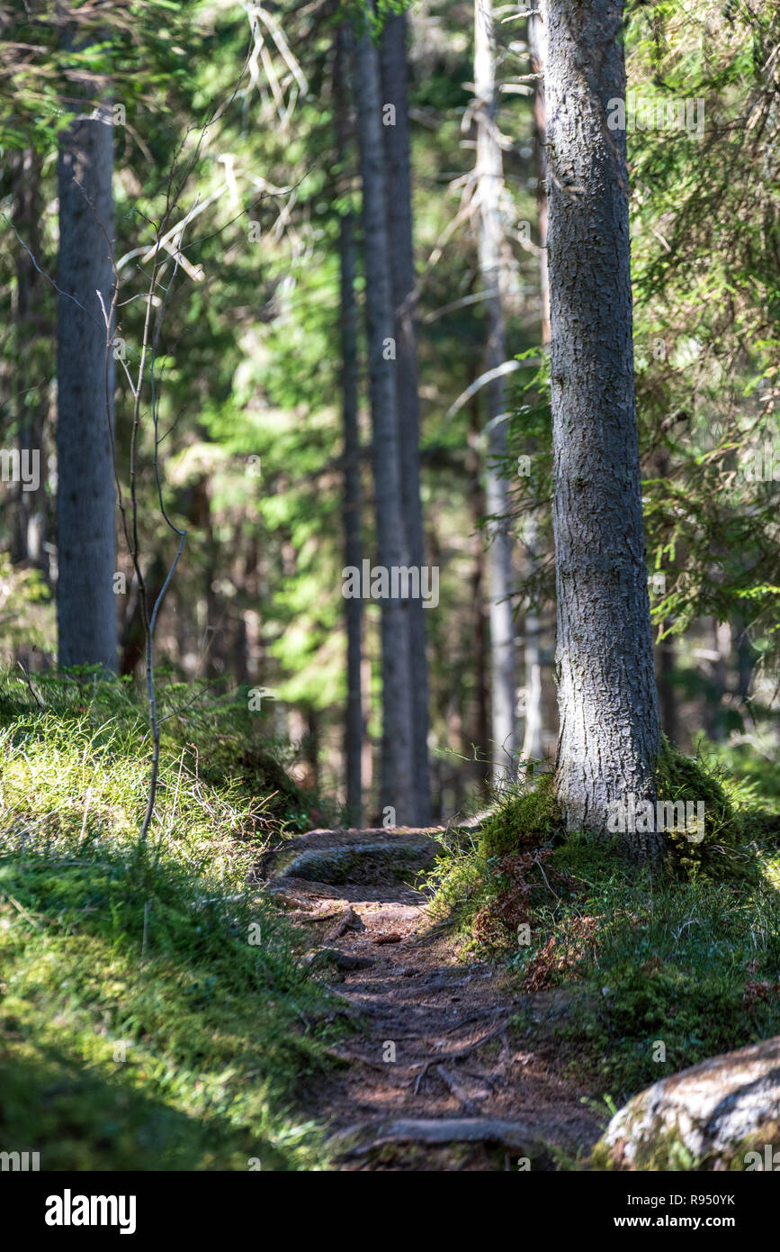 radiant sun light shining through tree branches in forest with contrast ...