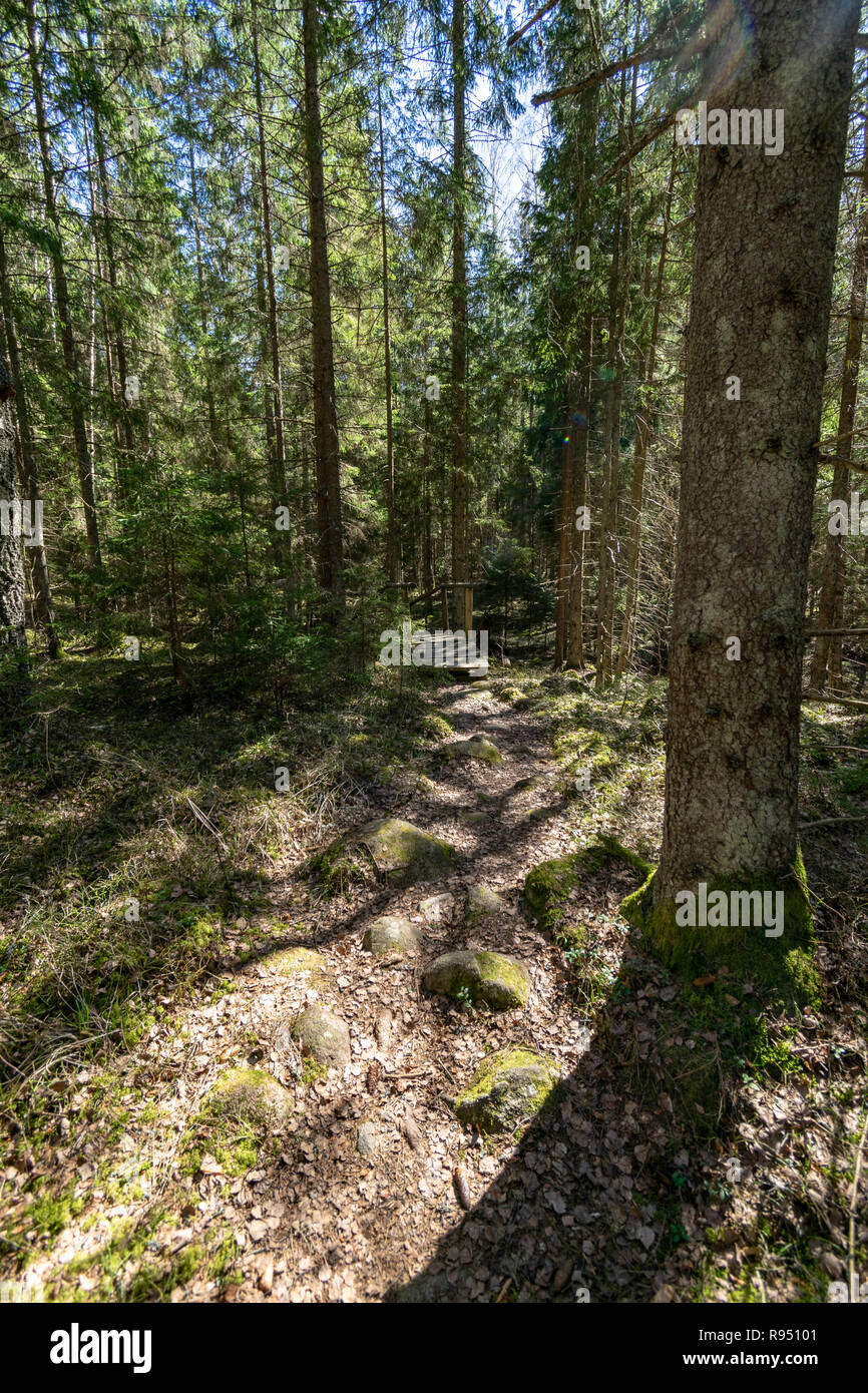 radiant sun light shining through tree branches in forest with contrast ...