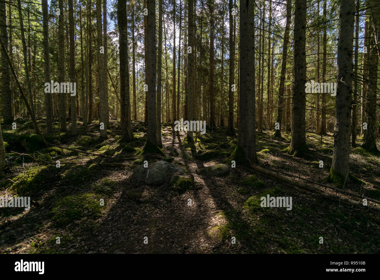 radiant sun light shining through tree branches in forest with contrast ...
