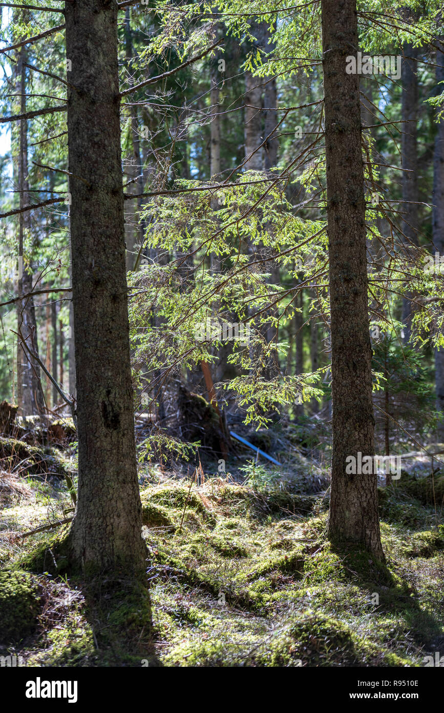 radiant sun light shining through tree branches in forest with contrast ...