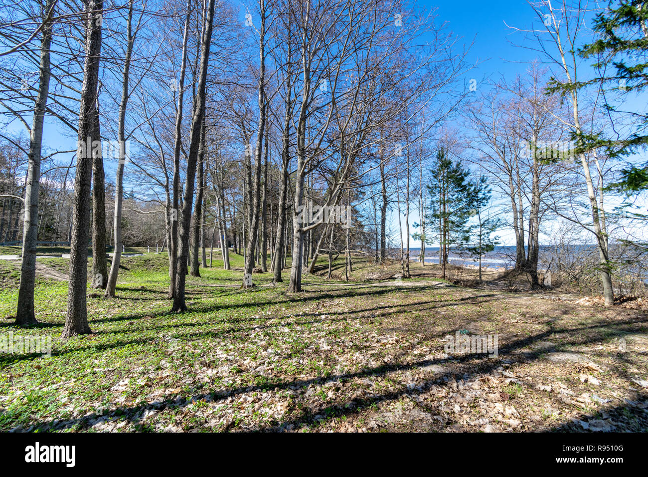 radiant sun light shining through tree branches in forest with contrast ...