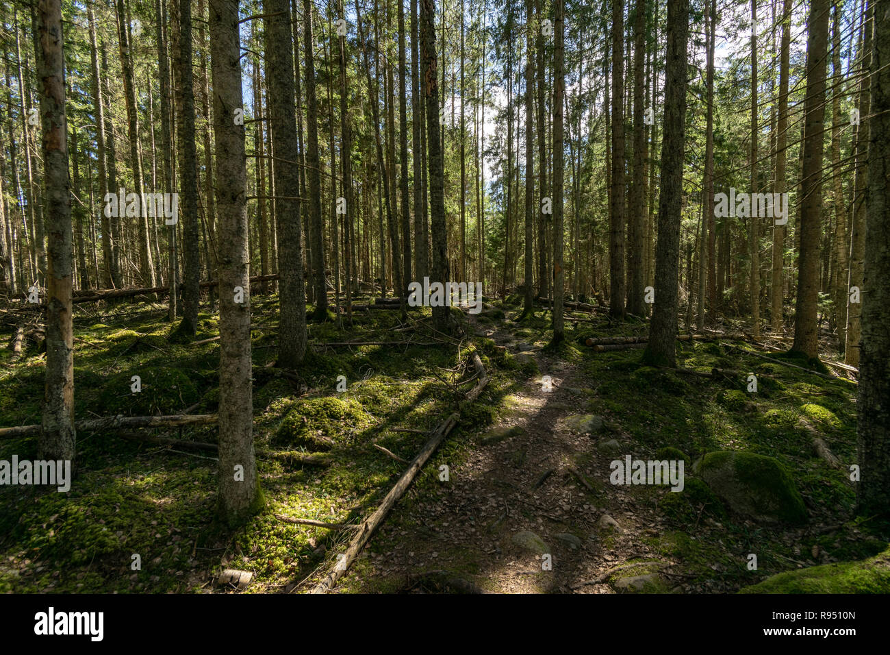 radiant sun light shining through tree branches in forest with contrast ...
