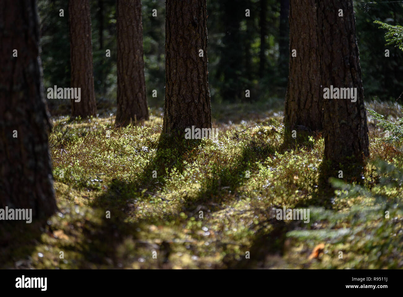 radiant sun light shining through tree branches in forest with contrast ...