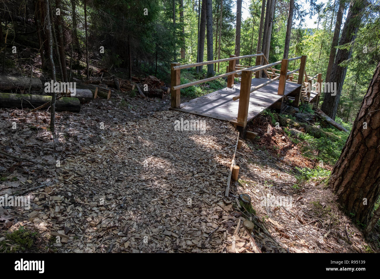 radiant sun light shining through tree branches in forest with contrast ...
