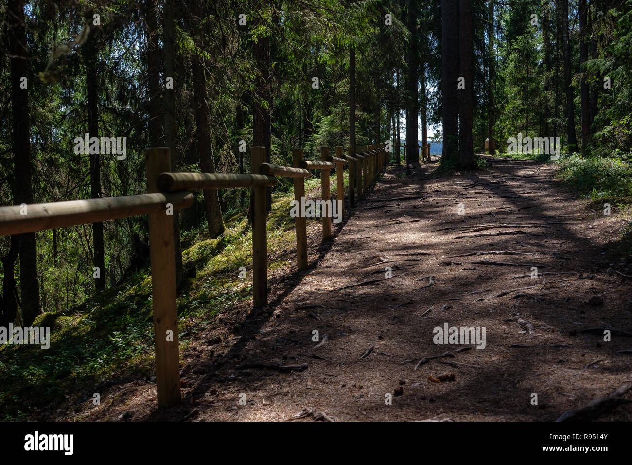 tourist gravel walking footpath in green forest with lots of foliage ...