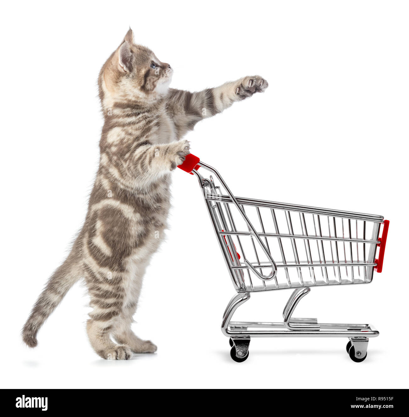 cat with shopping cart isolated Stock Photo - Alamy