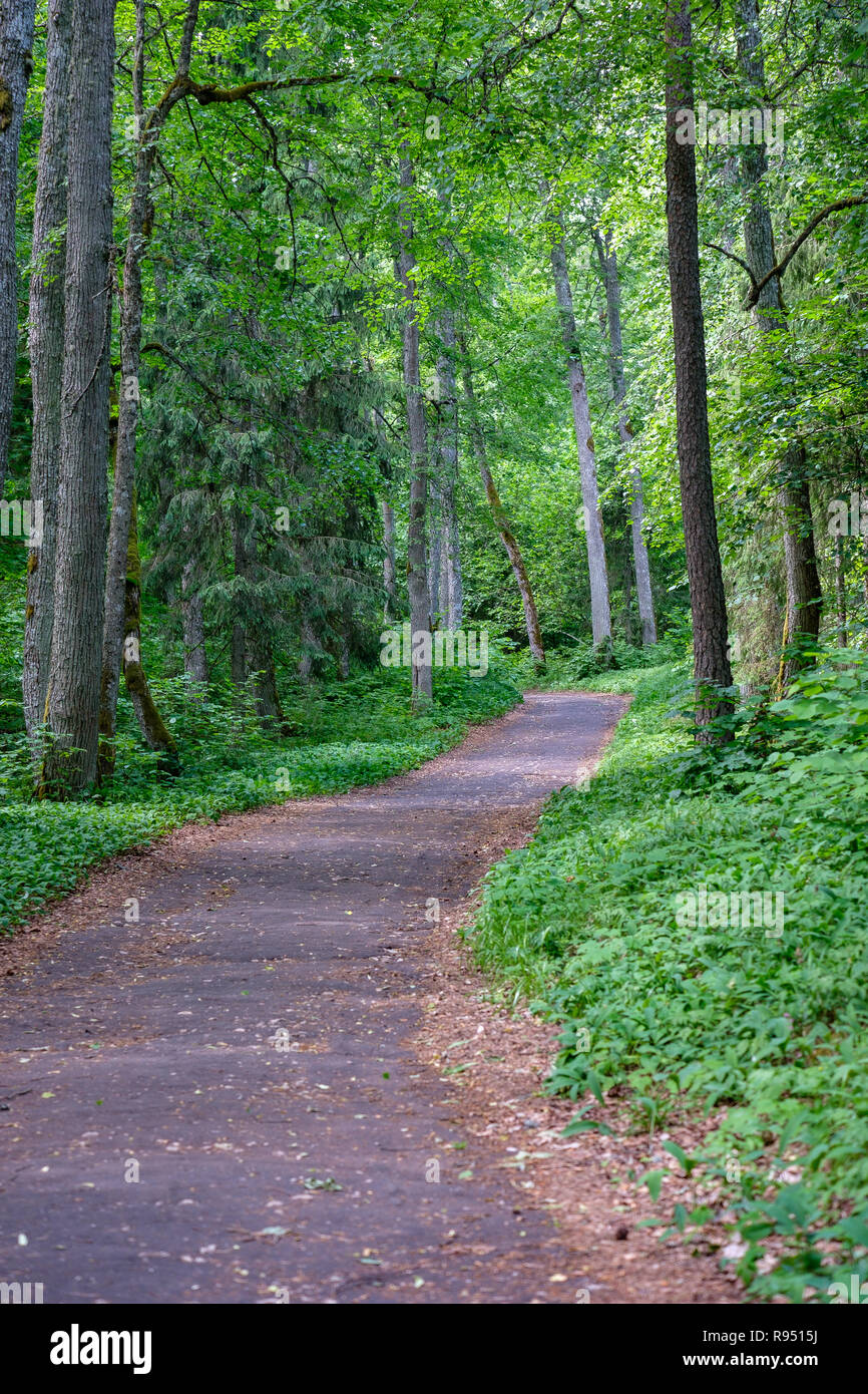 tourist gravel walking footpath in green forest with lots of foliage ...