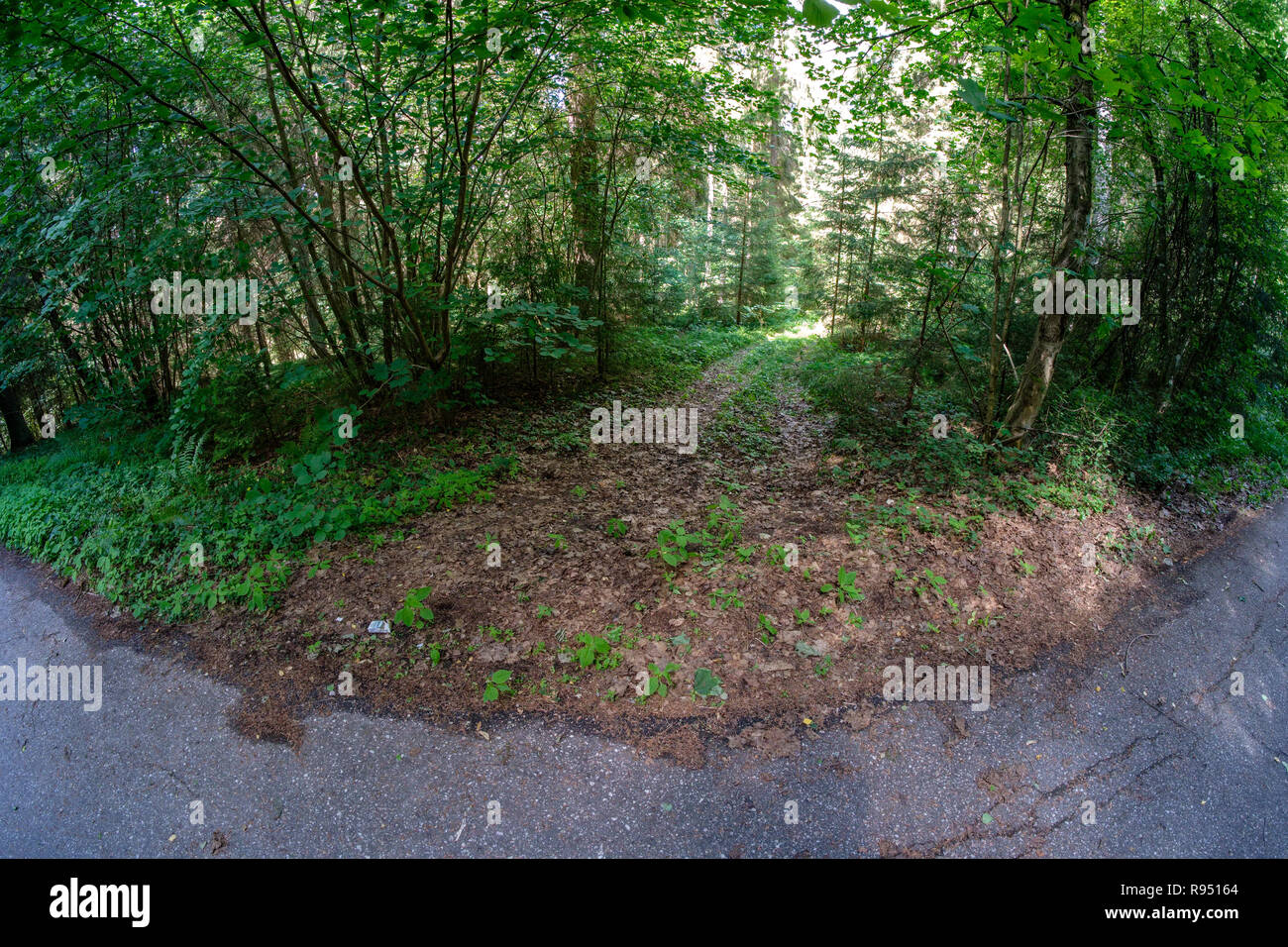 radiant sun light shining through tree branches in forest with contrast ...