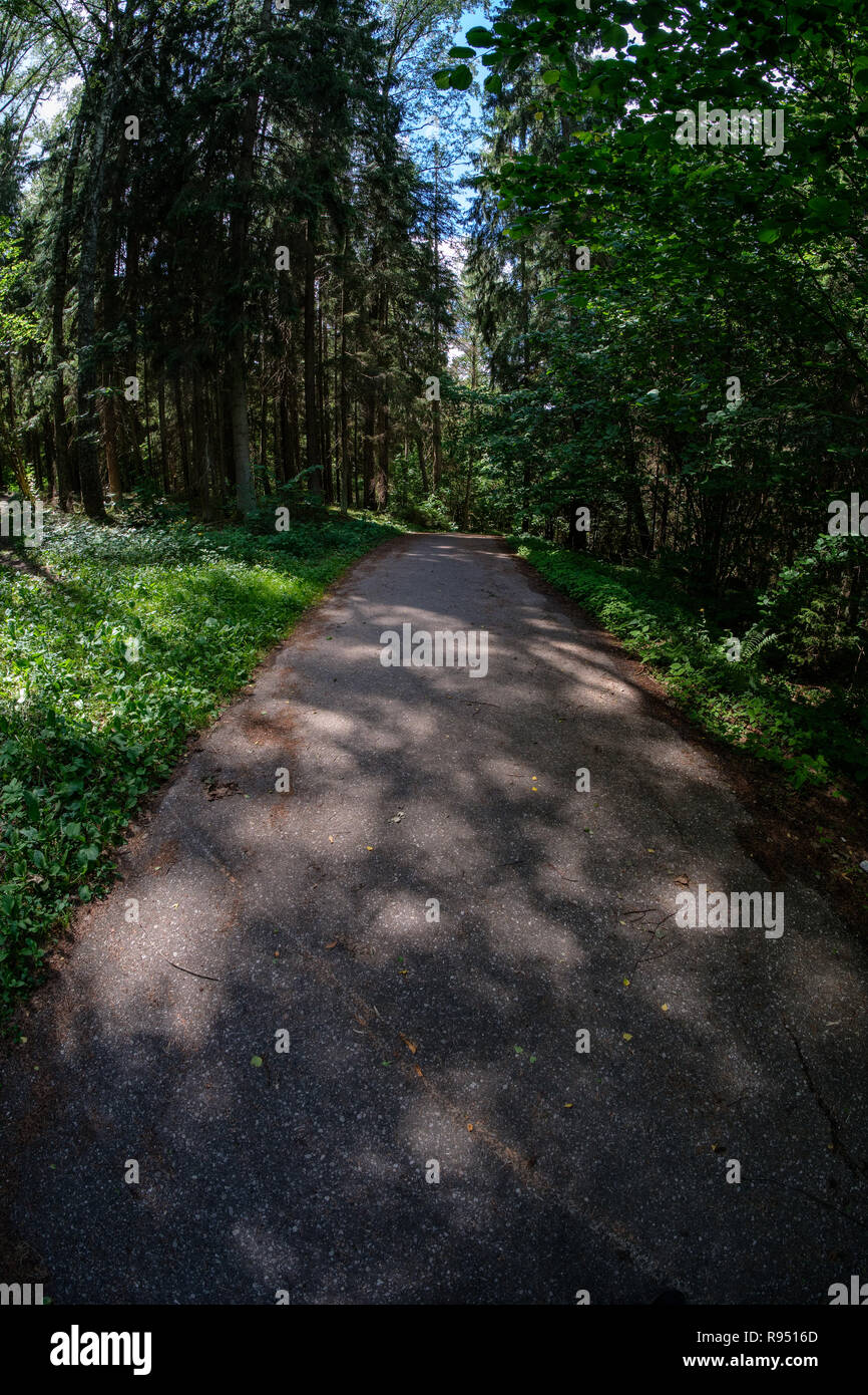 tourist gravel walking footpath in green forest with lots of foliage ...