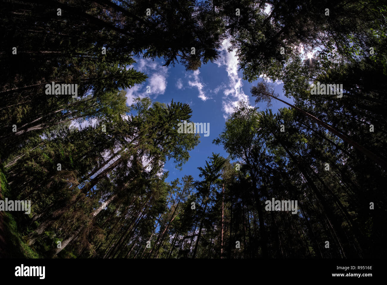 radiant sun light shining through tree branches in forest with contrast ...
