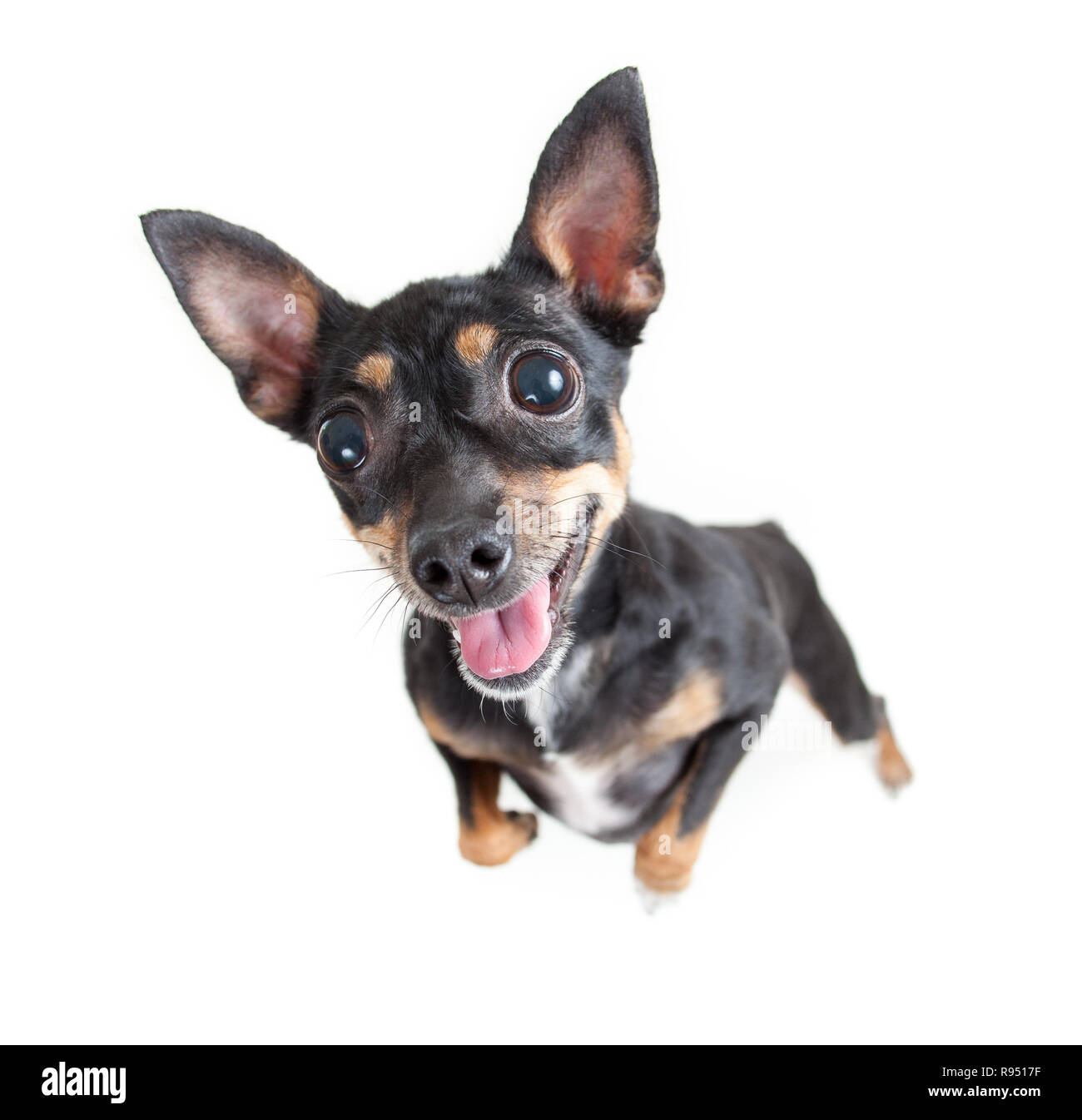 Beautiful top view black Cut Out Stock Images & Pictures - Alamy