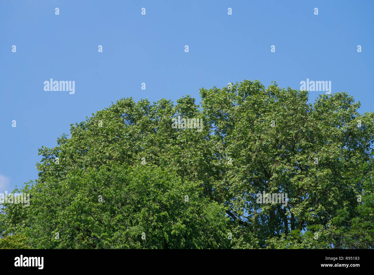 View of big Trees in front of a blue Sky Stock Photo - Alamy