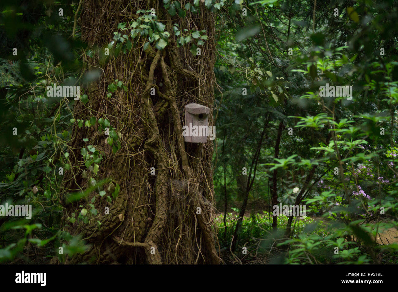 Creepers on house hi-res stock photography and images - Alamy