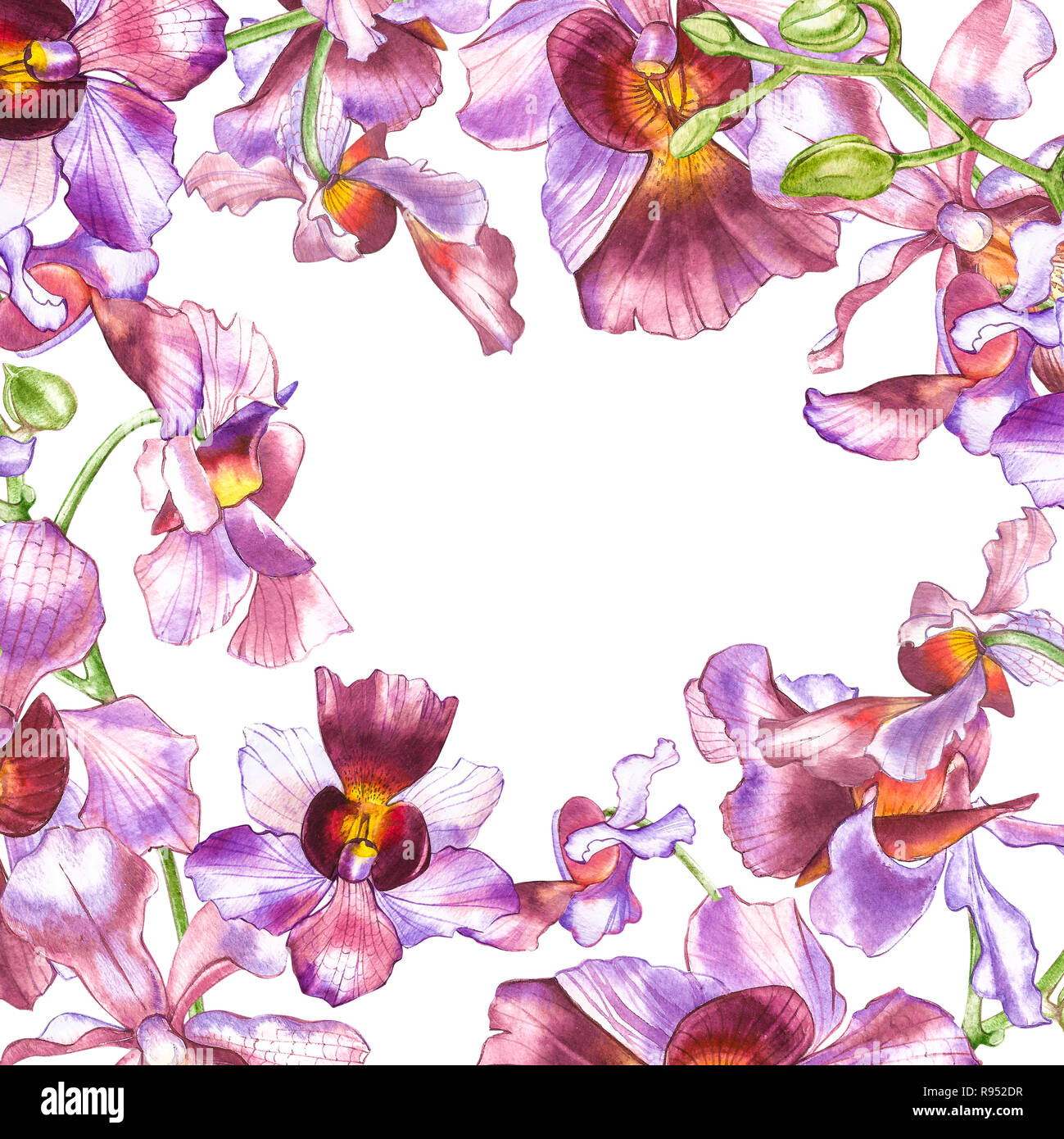 Watercolor orchid branch, hand drawn floral illustration isolated on a ...