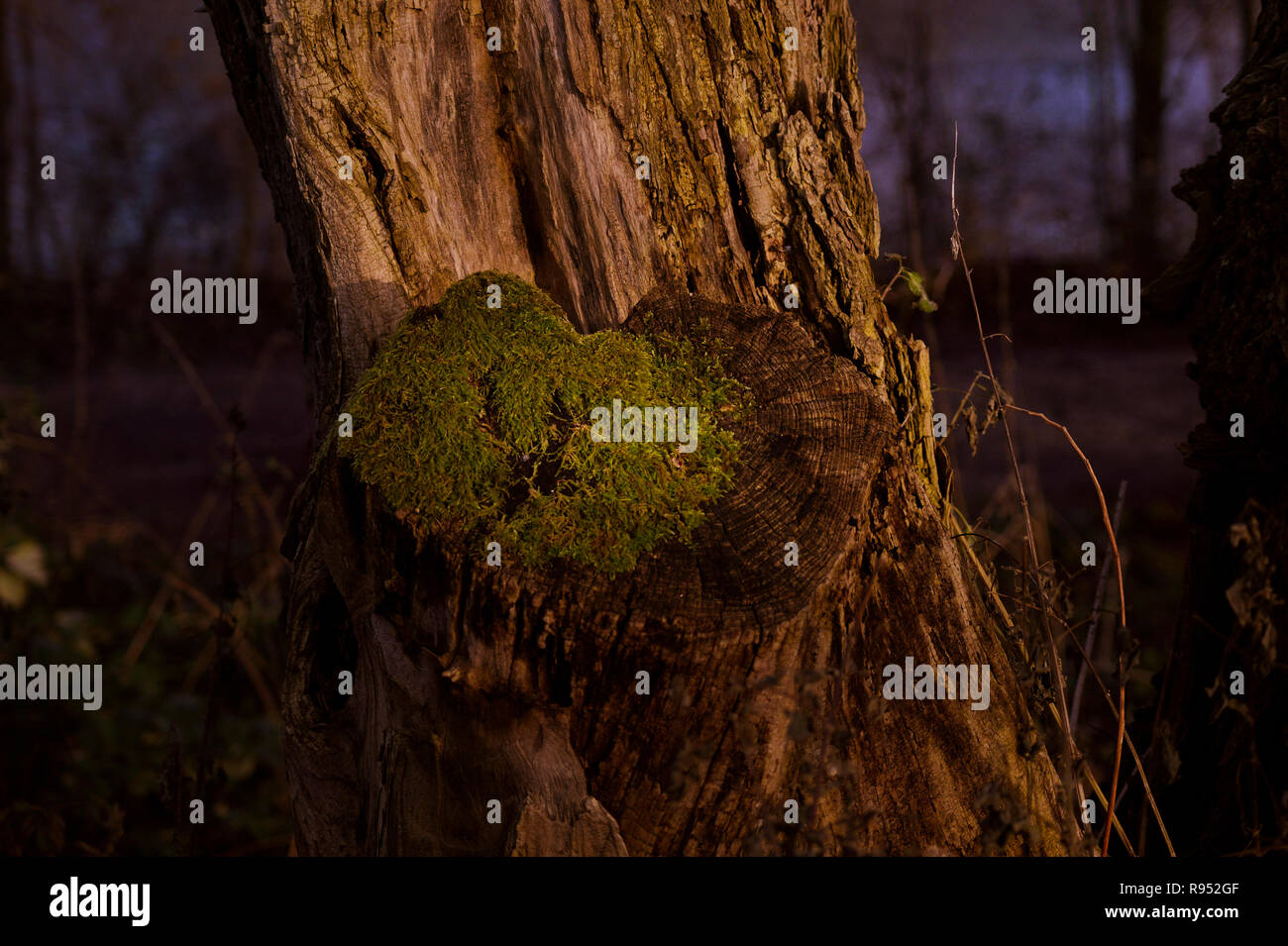 Close-up of a mossy Tree with Lichen Stock Photo - Alamy