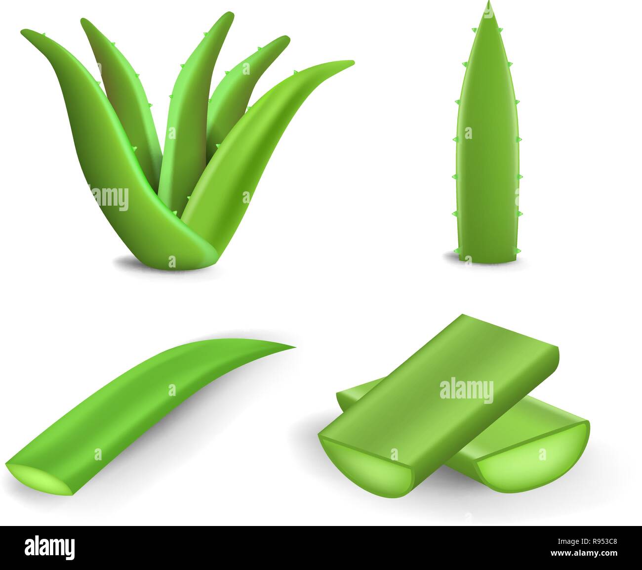 Aloe icon set, realistic style Stock Vector Image & Art - Alamy