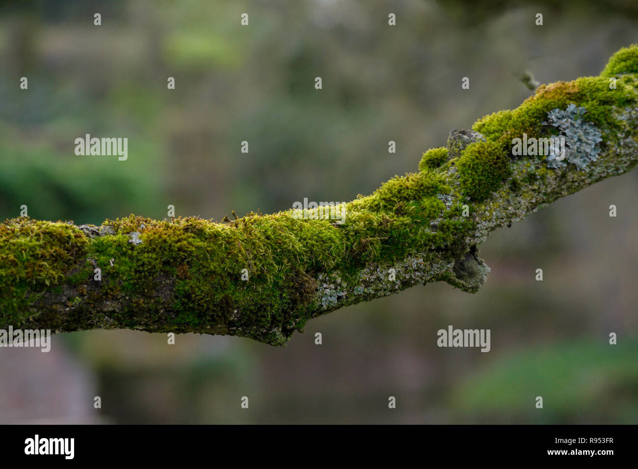 Close-up of a mossy Tree with green Moss Stock Photo - Alamy