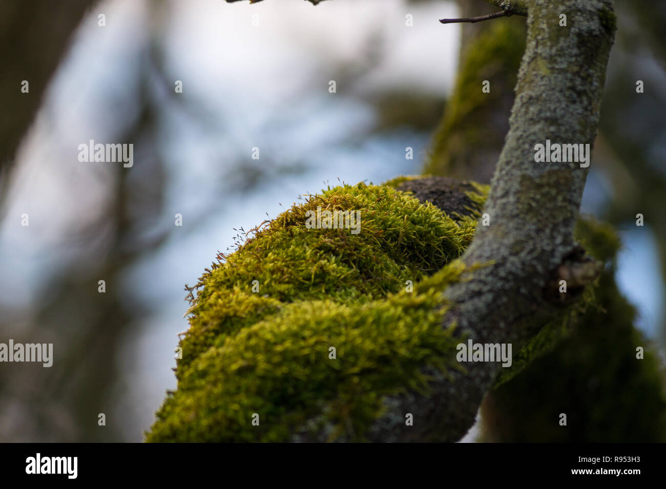 Close-up of a mossy Tree with green Moss Stock Photo - Alamy