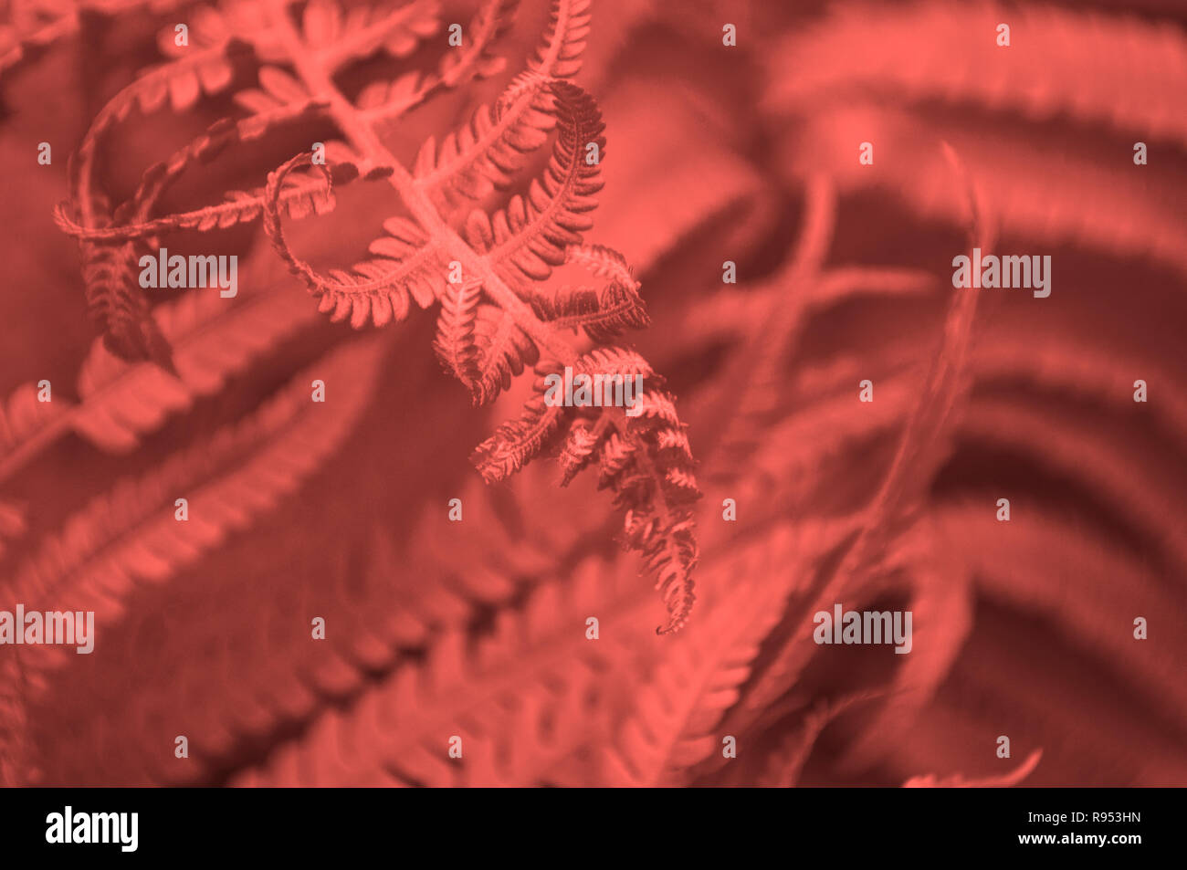 Beautiful bright dark coral fern leaves. Textured floral background ...