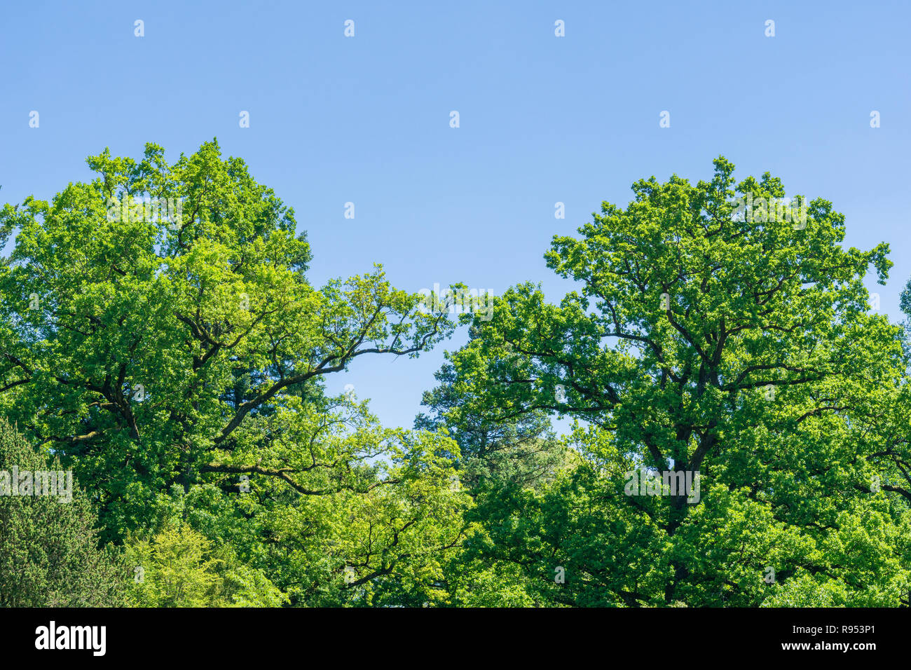 Blue tree trees agriculture hi-res stock photography and images - Alamy