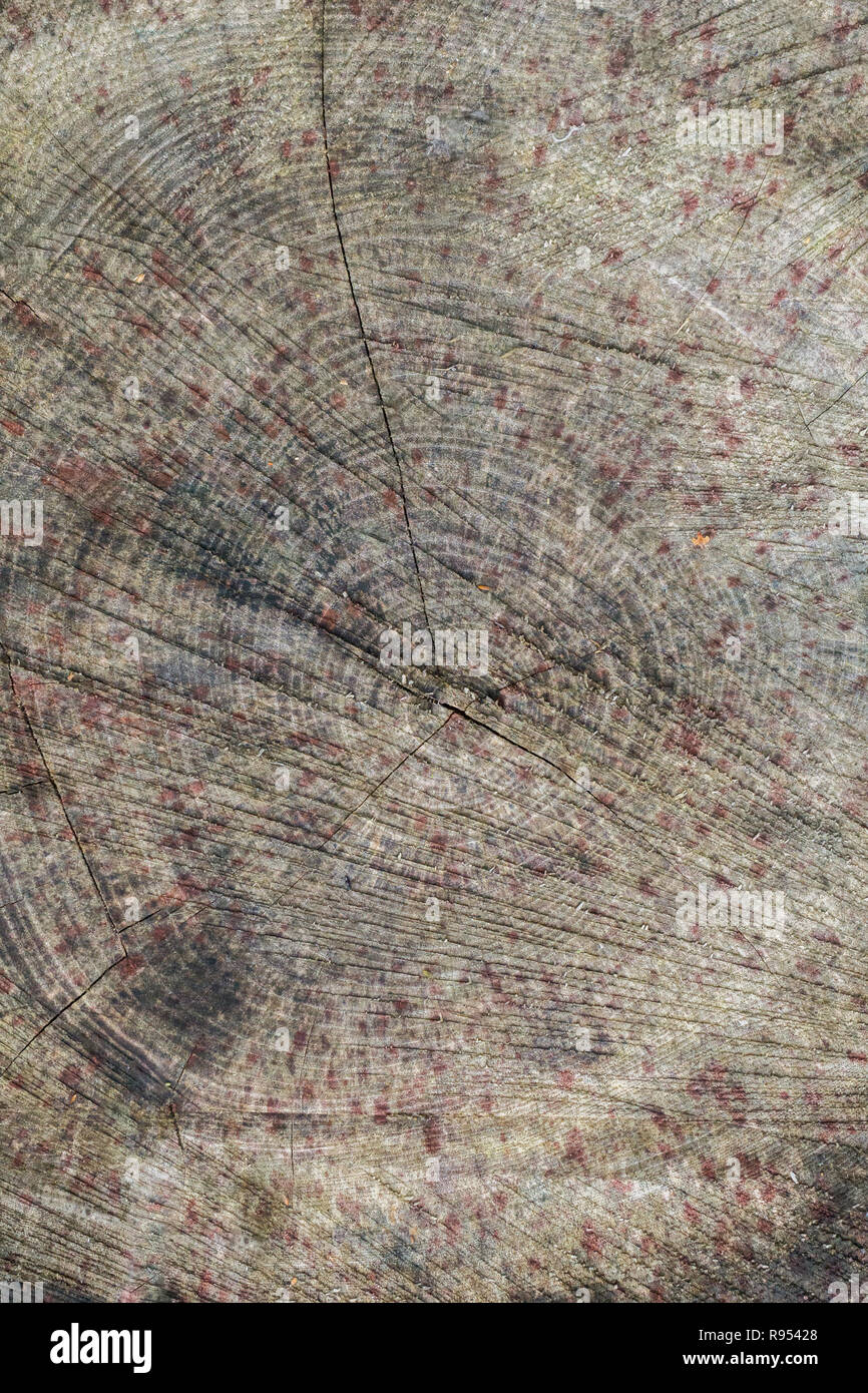 Detailed tree bark hi-res stock photography and images - Alamy