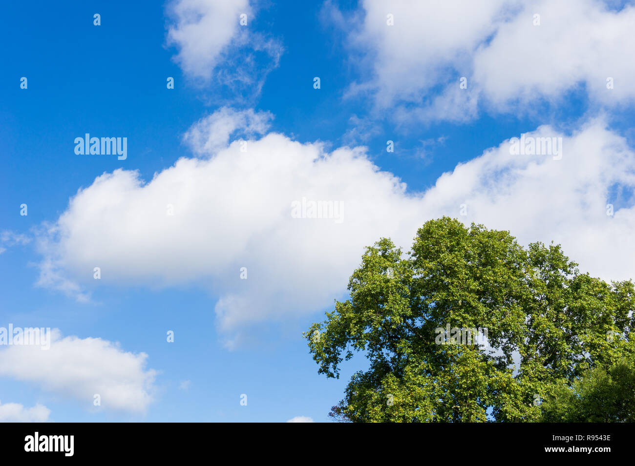 Blue sky with clouds, big tree hi-res stock photography and images - Alamy