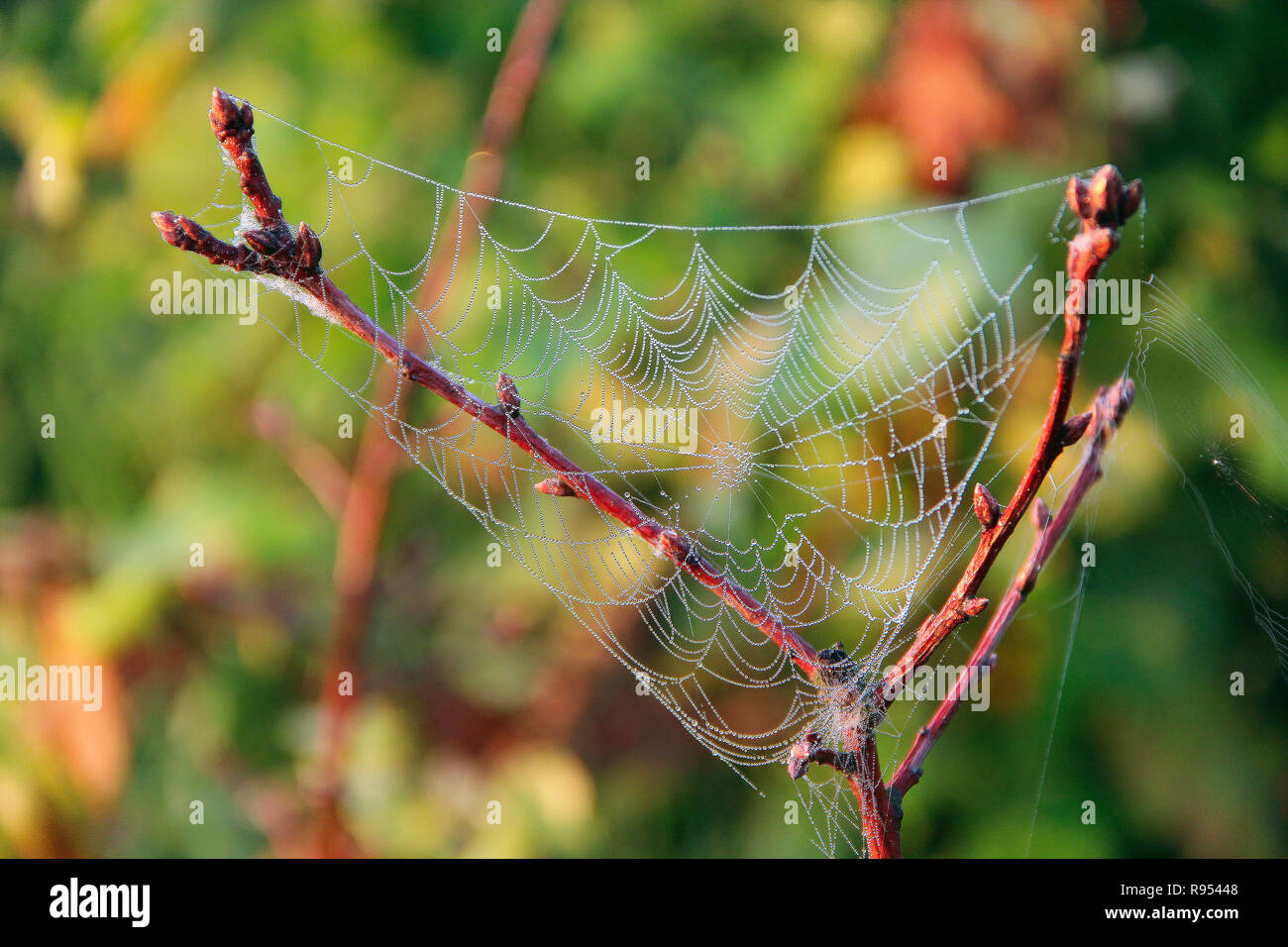 Wet spider's web on branch closeup with drops of dew. House of spider ...