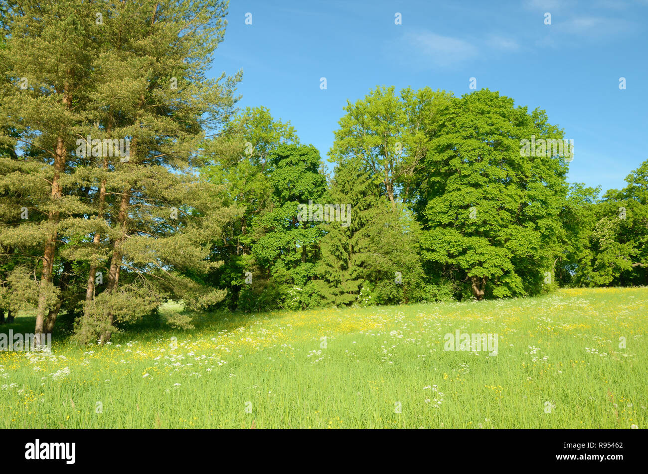 Beautiful forest landscape.Around the green meadows bloom, trees grow ...