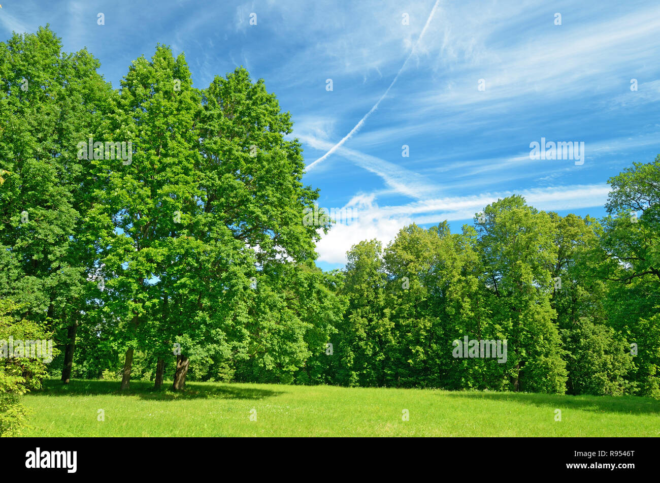 Beautiful forest landscape.Around the green meadows bloom, trees grow ...