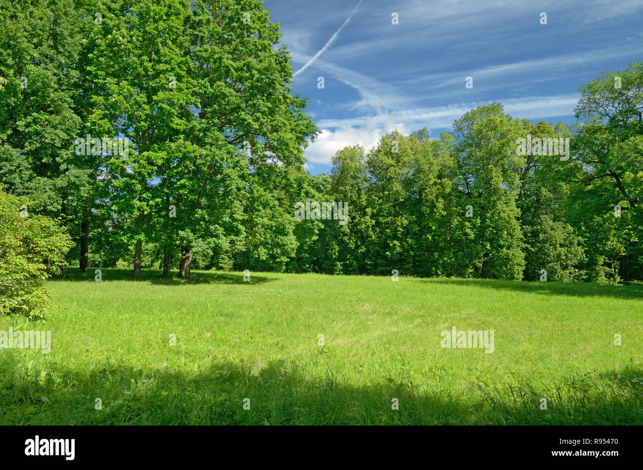 Beautiful forest landscape.Around the green meadows bloom, trees grow ...
