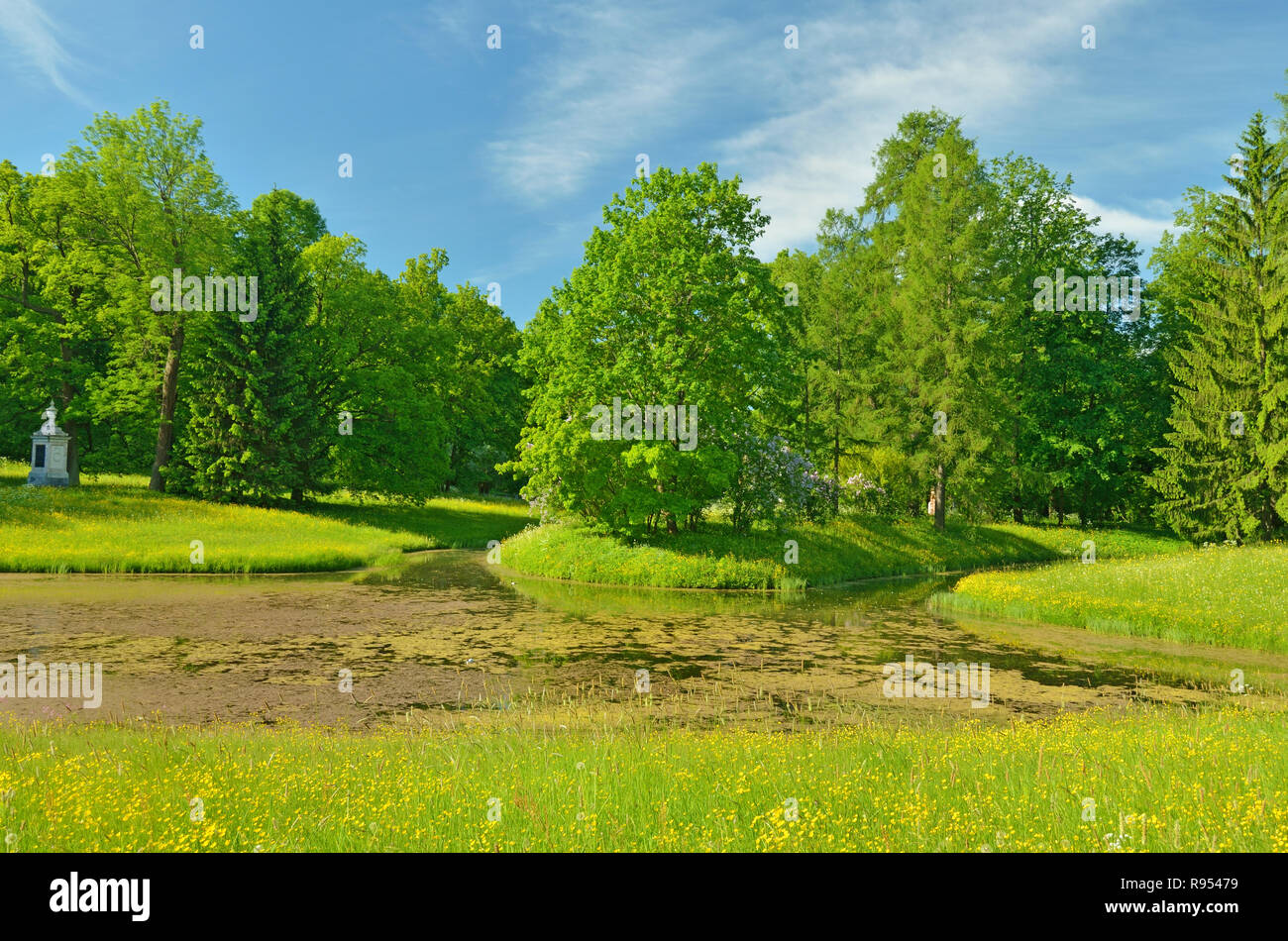 Beautiful forest landscape.Around the green meadows bloom, trees grow ...