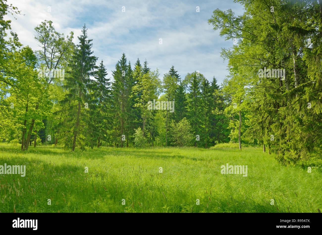 Beautiful forest landscape.Around the green meadows bloom, trees grow ...
