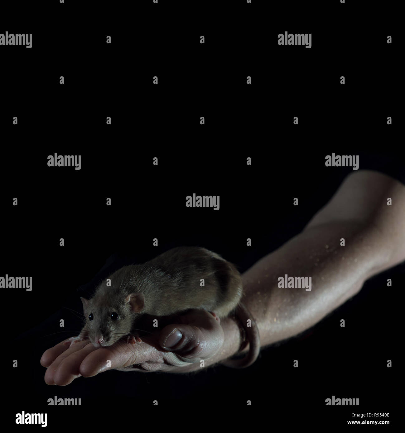 Little rat sitting on a man's hand holding her tail on a black ...