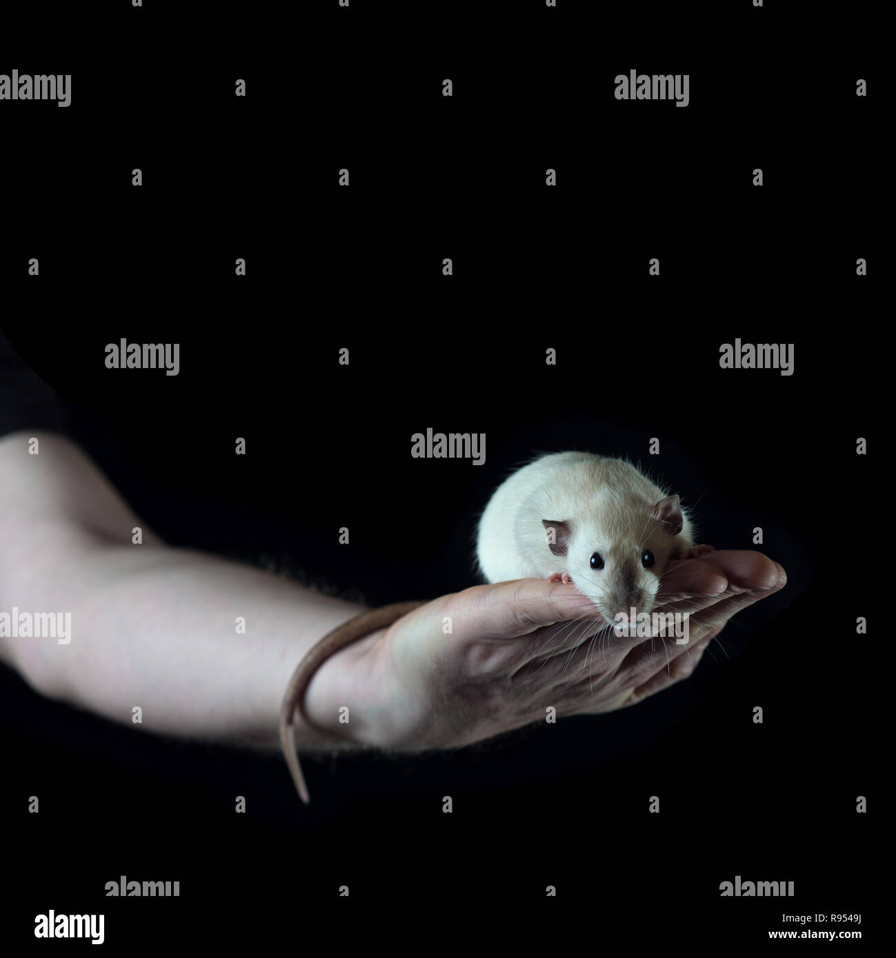 Hand Holding Mouse Tail Stock Photos & Hand Holding Mouse Tail Stock ...