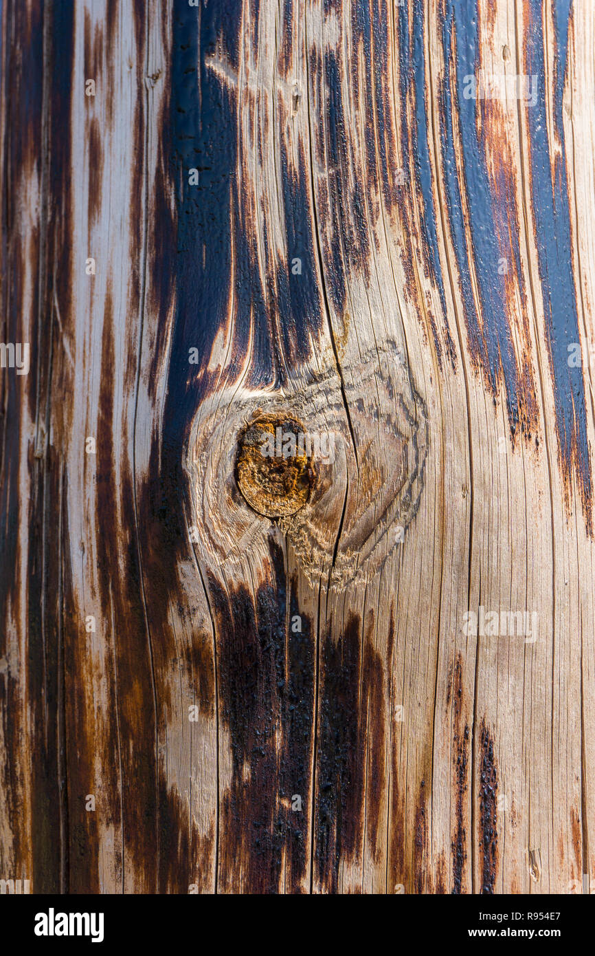 Close-up of a detailed Tree Bark. Wooden Background Texture Stock Photo ...