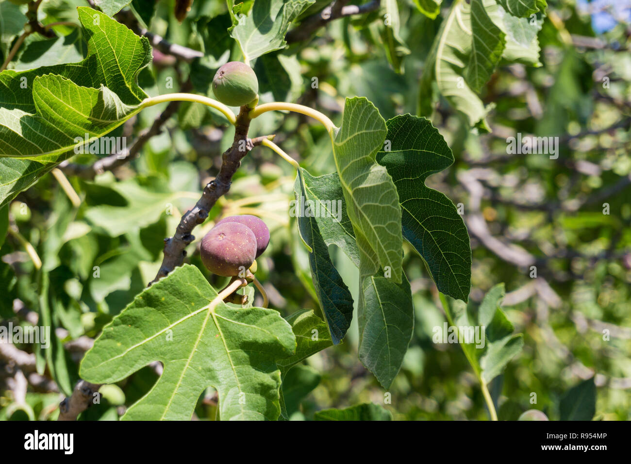 Figs in tree hi-res stock photography and images - Alamy
