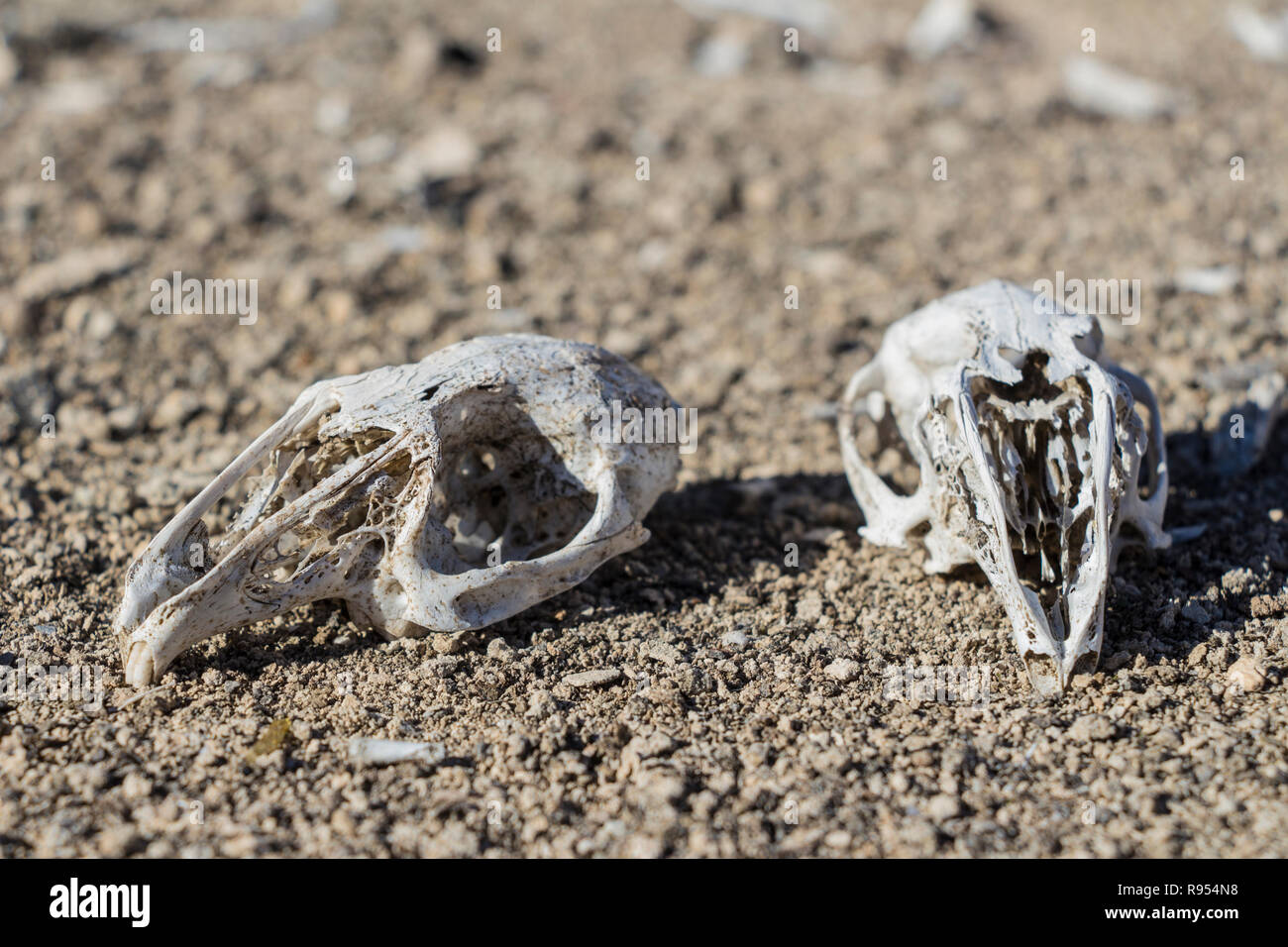 Skulls of rabbits hi-res stock photography and images - Alamy