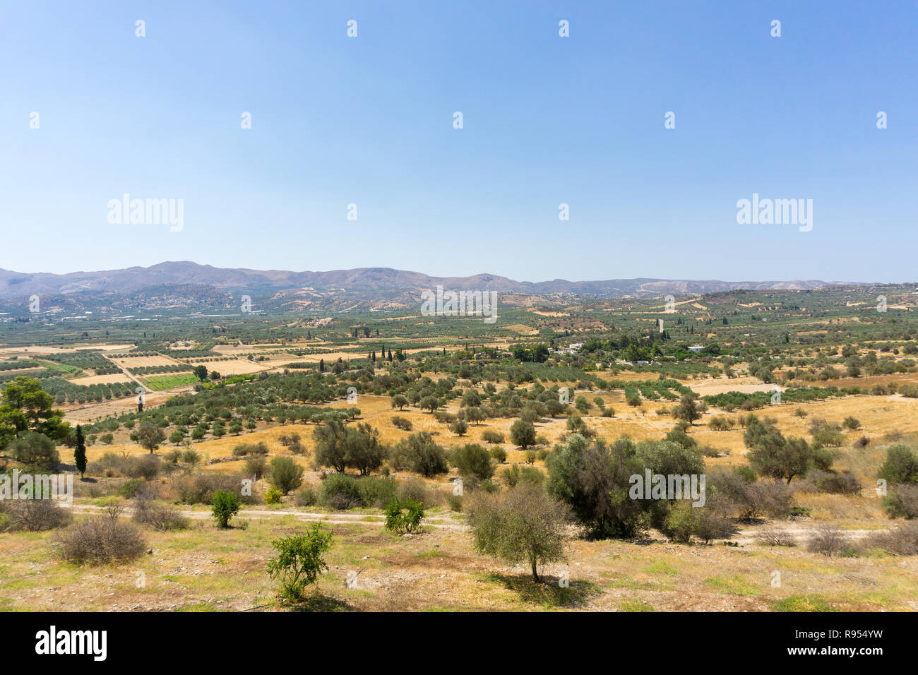 Crete greece trees plant hi-res stock photography and images - Alamy