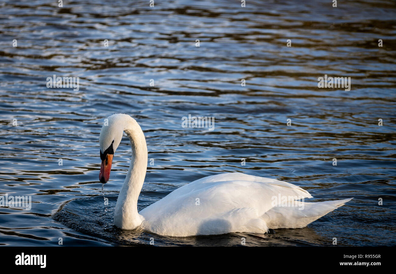 Swans at the Swan sanctuary on the bank of the River Severn in ...
