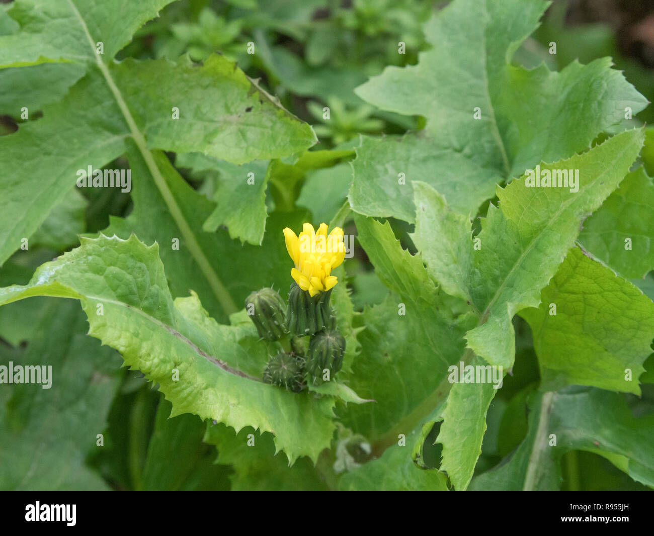 Sonchus oleraceus hi-res stock photography and images - Alamy