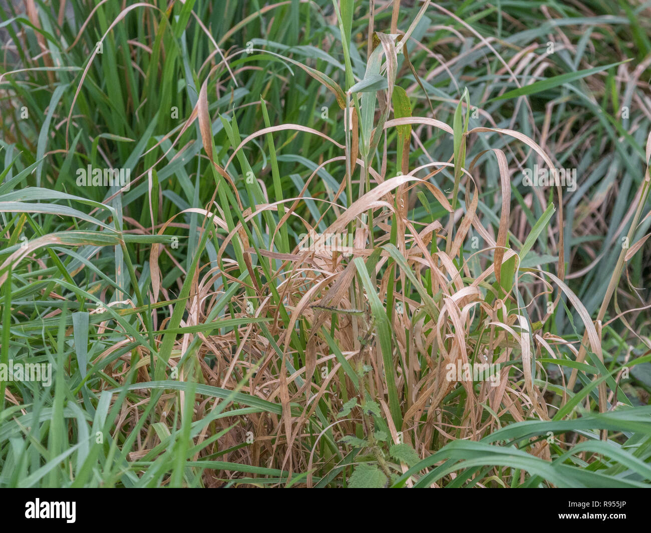 Patch of grass hi-res stock photography and images - Alamy