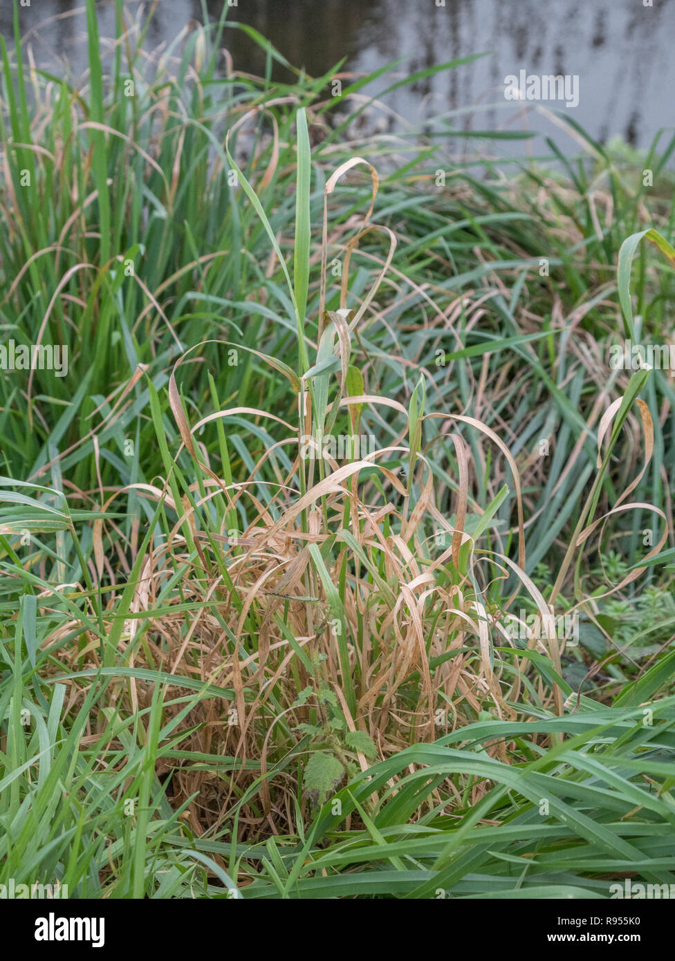 Tuft of dying grass at the end of season. Also metaphor for old age ...