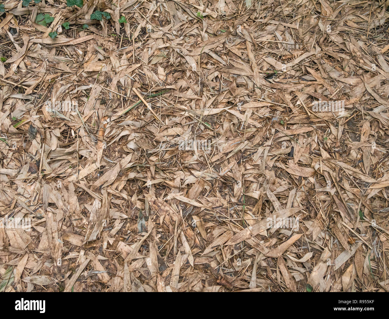 Dead bamboo leaf litter in a bamboo thicket (species uncertain, might ...