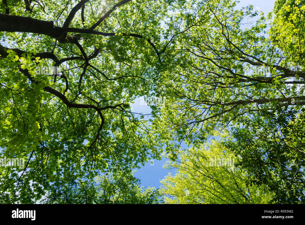 View of big Trees with green flowering Tree Tops Stock Photo - Alamy