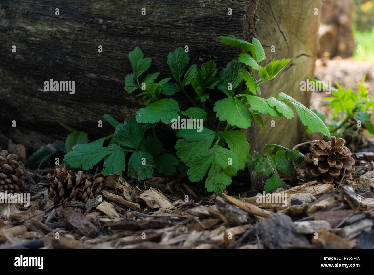 Close-up of a brown Pine cone on the forest floor in front of a Tree ...