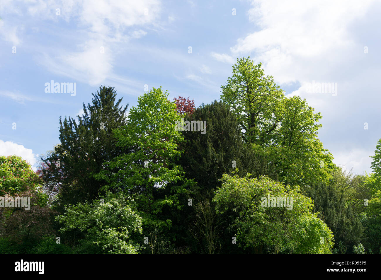 View in tree tops hi-res stock photography and images - Alamy